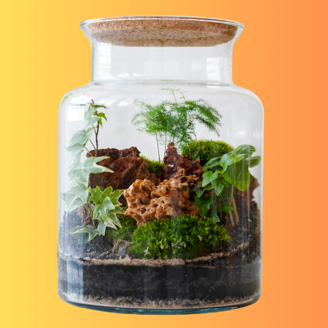 Terrário: Como Fazer, Benefícios e Dicas - Educação Mais Acessível